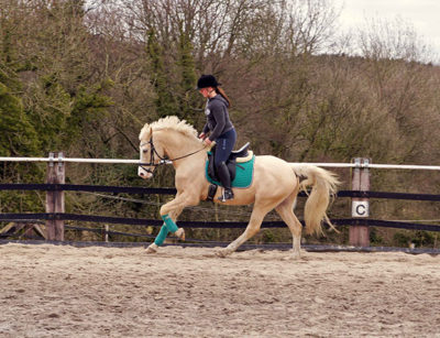 Home - Reitanlage Christina Plotz